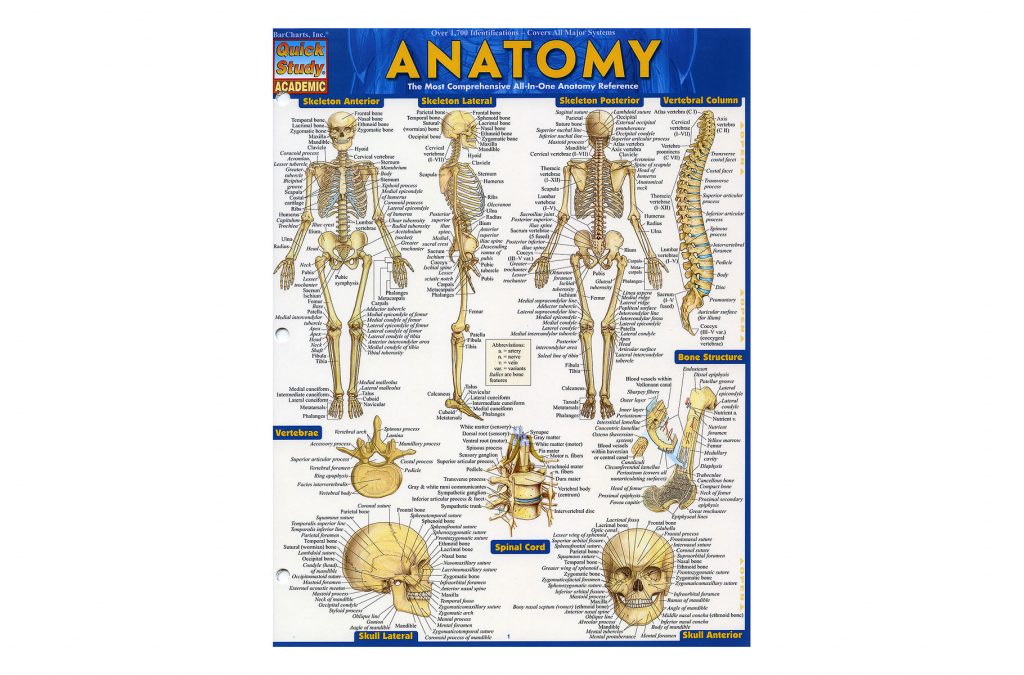 Anatomy Chart – BioGeometry Europe