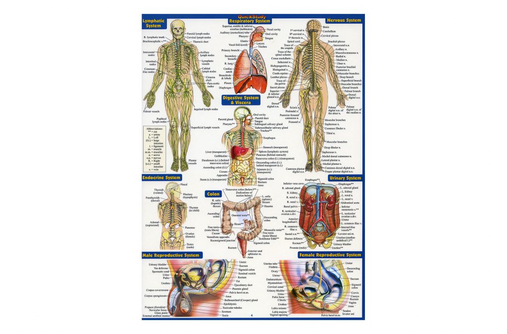 Anatomy Chart – BioGeometry Europe