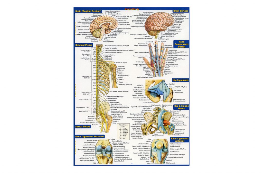 Anatomy Chart – BioGeometry Europe