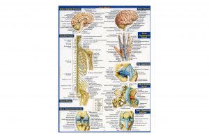 Anatomy Chart – BioGeometry Europe