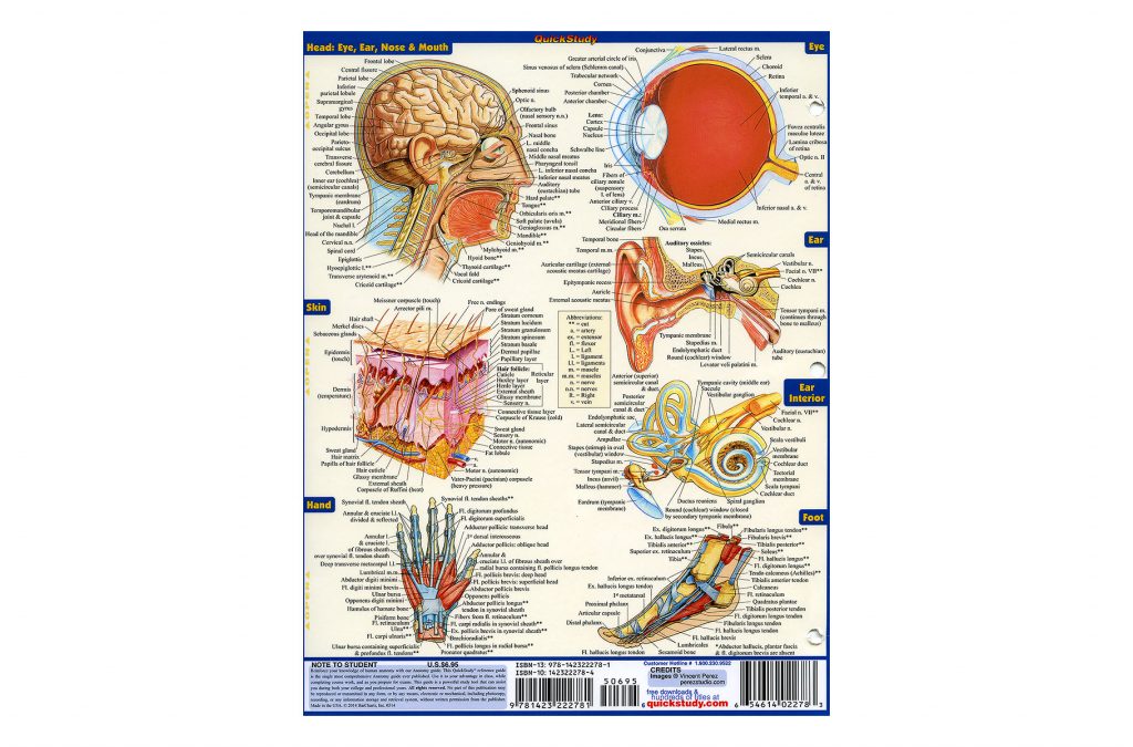 Anatomy Chart – BioGeometry Europe